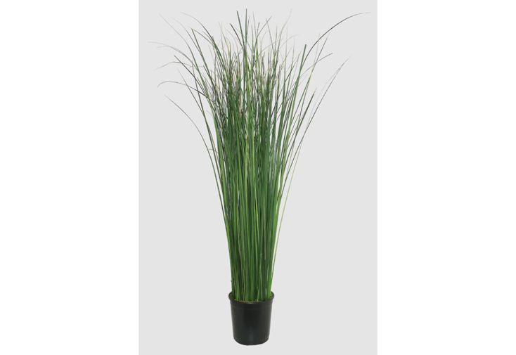 Plante stabilisée en pot Gynerium – 100 cm - Naturall Green