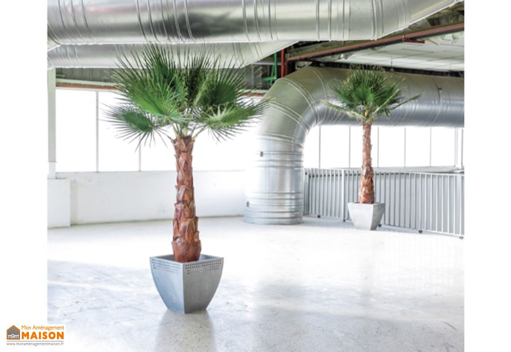 Arbre stabilisé Washingtonia Palm Tree – 1,90 m - Greenmood