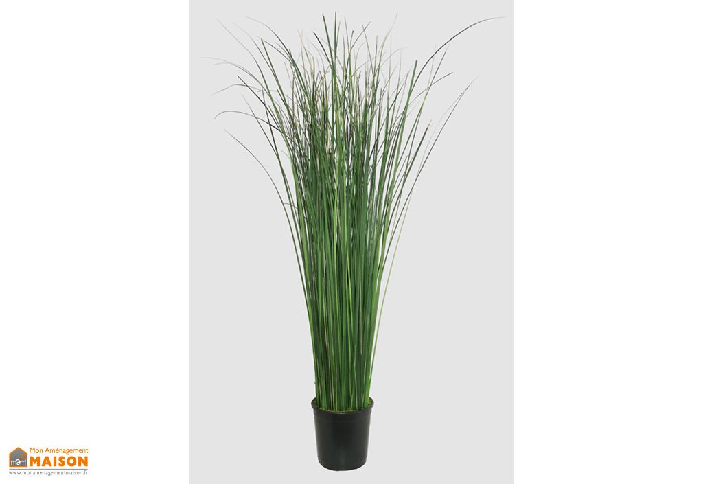 Plante stabilisée en pot Gynerium – 100 cm - Naturall Green